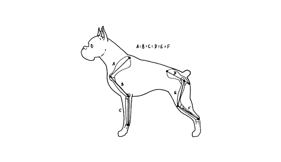 Nature Echoes - O Boxer